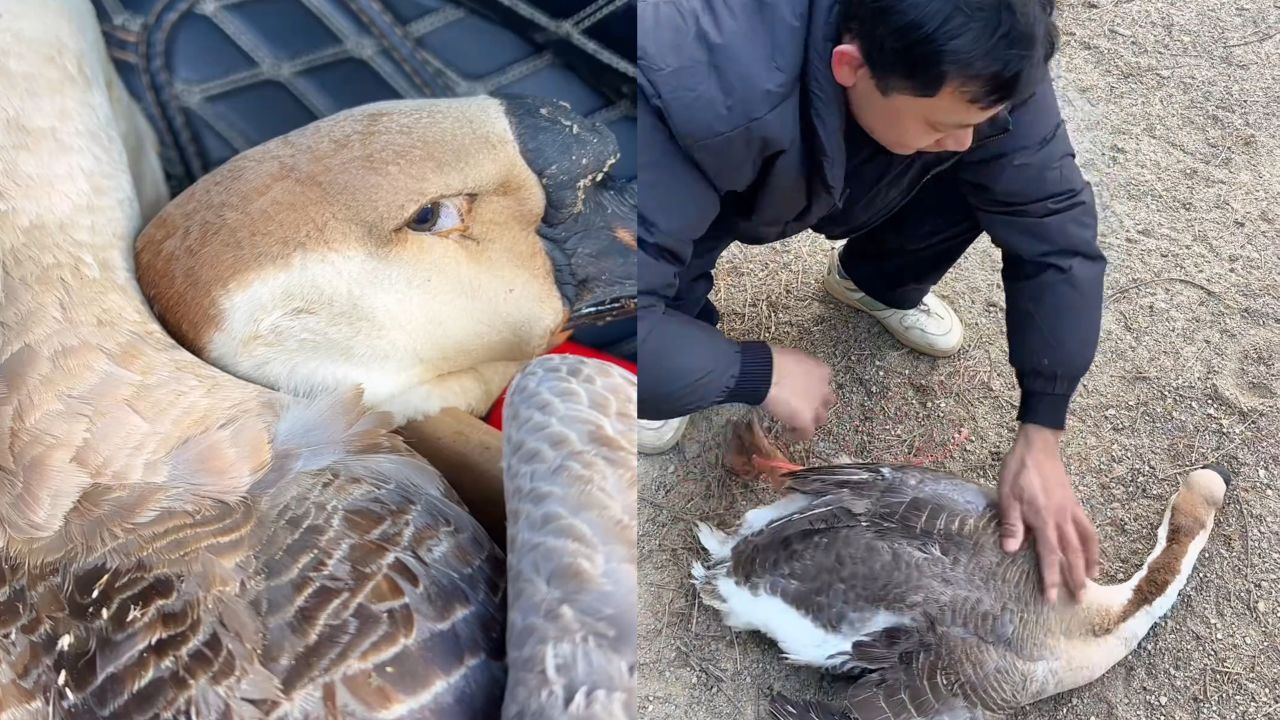 男子卖自家大鹅遭“扎心凝视”，心中难受亲手放生：不忍心卖给别人吃_高清1080P在线观看平台_腾讯视频