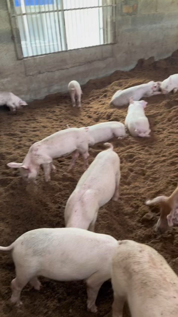 发酵床养猪：微生物助力下的零排放、少病害养殖之道_高清1080P在线观看平台_腾讯视频