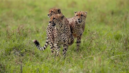 自然法则：掠食者之战_猎豹妈妈全力护幼崽，强硬逼退三只求偶雄豹_腾讯视频