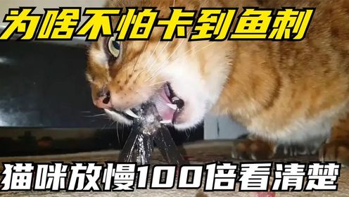 猫吃鱼为啥不怕卡到鱼刺，画面放慢100倍，吃鱼的秘密一目了然_高清1080P在线观看平台_腾讯视频
