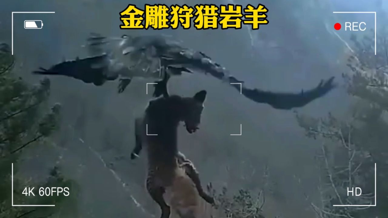 金雕抓岩羊_腾讯视频