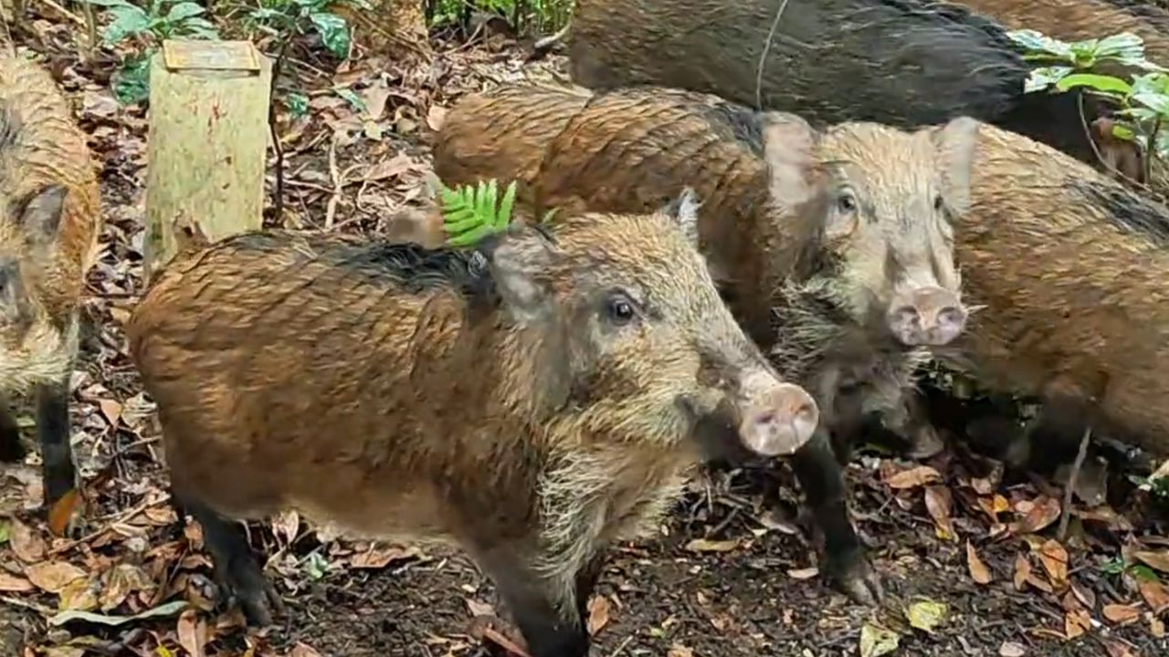 数十头野猪拖家带口摇尾乞讨，景区紧急劝导“别喂”，网友炸锅：起码不抢东西_高清1080P在线观看平台_腾讯视频