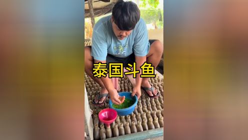 泰国养在小玻璃瓶子里的鱼#科普#有趣_高清1080P在线观看平台_腾讯视频