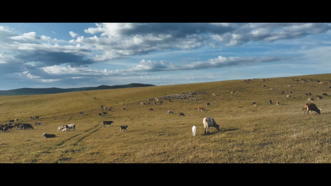 新右旗法院作品《49头牛》_高清1080P在线观看平台_腾讯视频