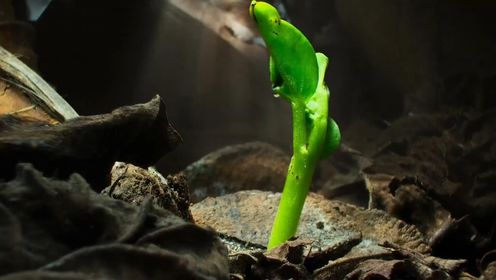 一树落，千草争，这就是大自然的生存法则。_高清1080P在线观看平台_腾讯视频