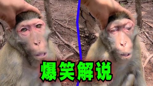 爆笑解说：你觉得这猴子像谁？_高清1080P在线观看平台_腾讯视频