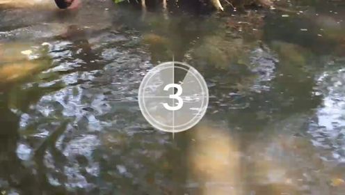 小江野外日常记录野外美食第302集：幸福女孩在森林小河边搭建烧烤架，做麻辣烤鱼_高清完整版视频在线观看_腾讯视频