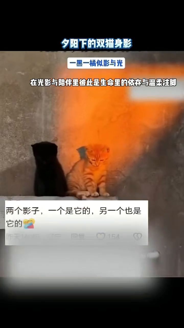 夕阳双猫光影图以“影子与光”的诗意构图走红_高清1080P在线观看平台_腾讯视频
