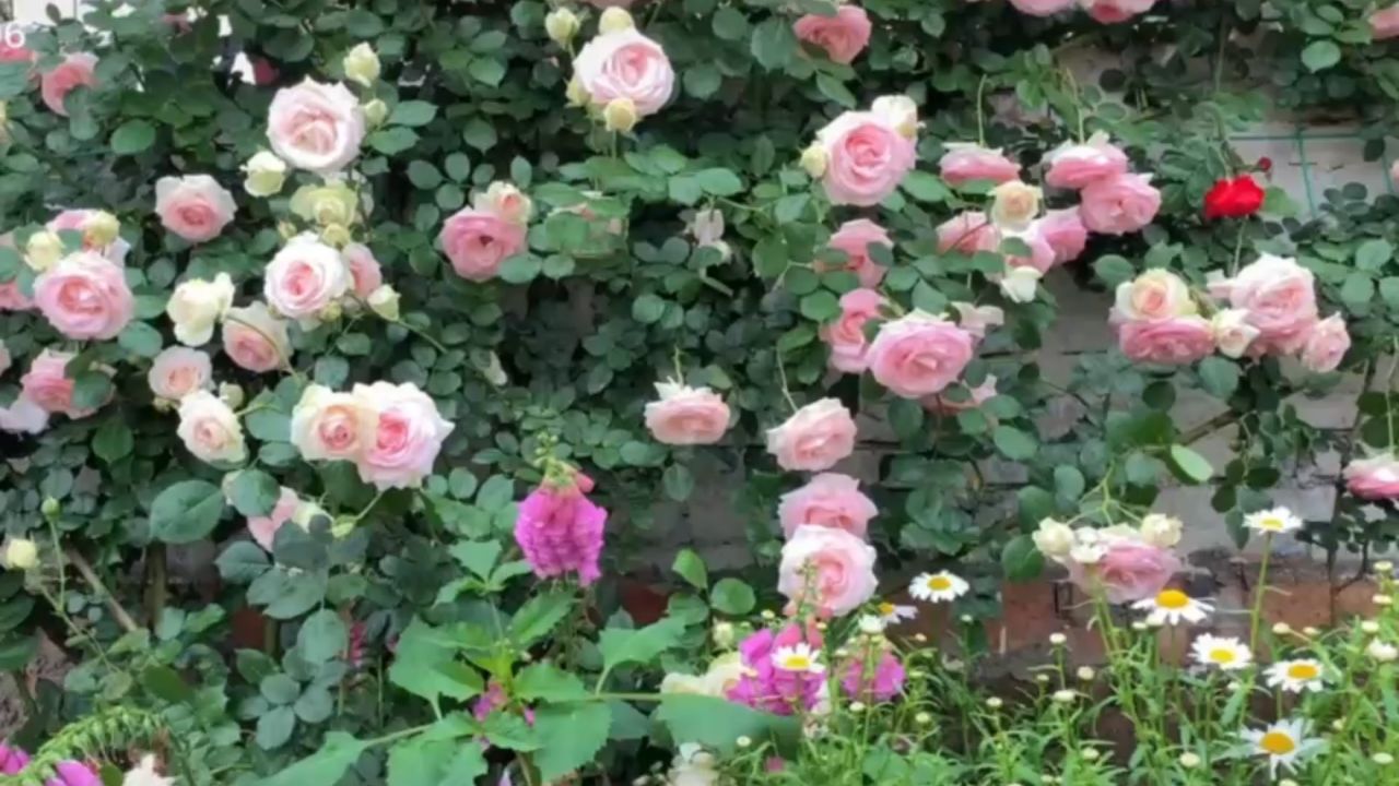 FANHUA_高清1080P在线观看平台_腾讯视频