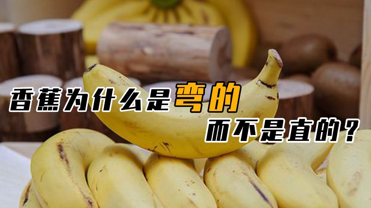 它竟还有弯直之分!水果基本上都是圆形状,为何成熟香蕉是弯的? 腾讯视频