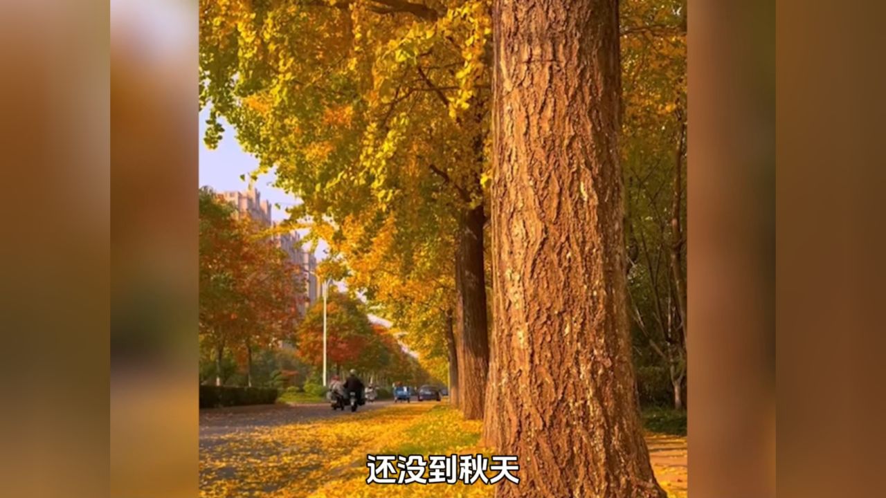 悲秋综合症今年一定不会再来咯_高清1080P在线观看平台_腾讯视频