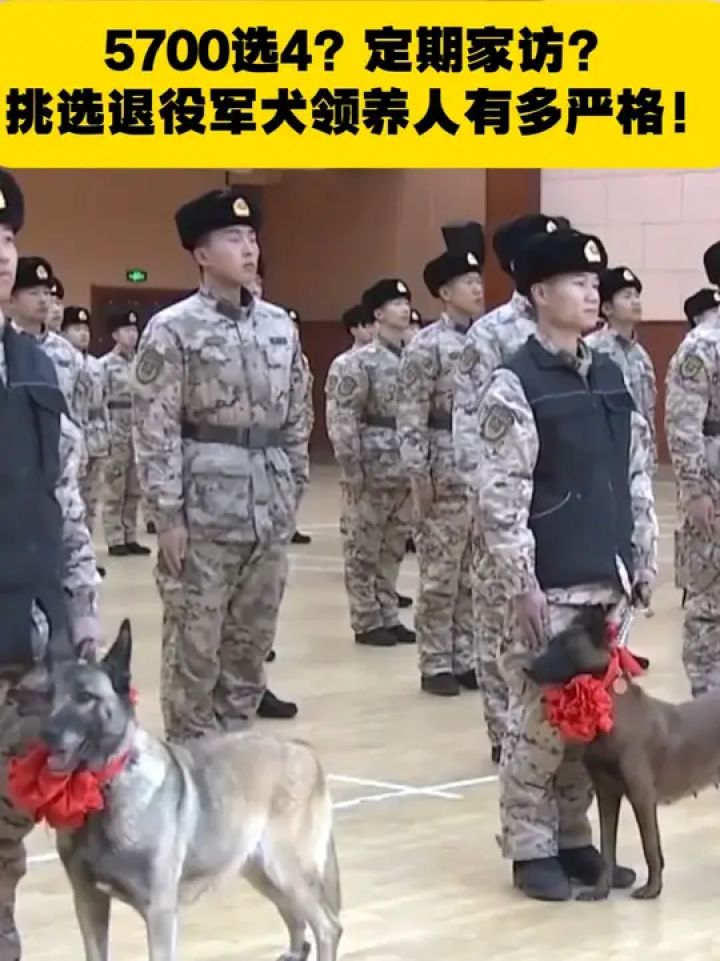 退役军犬领养人选拔超严格！还需遵循“战时无条件归还”条款……（总台记者李承泽）#致敬_高清1080P在线观看平台_腾讯视频