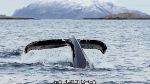 挪威观鲸，北极圈内罕见的二十米长庞然大物，太震撼了_高清1080P在线观看平台_腾讯视频
