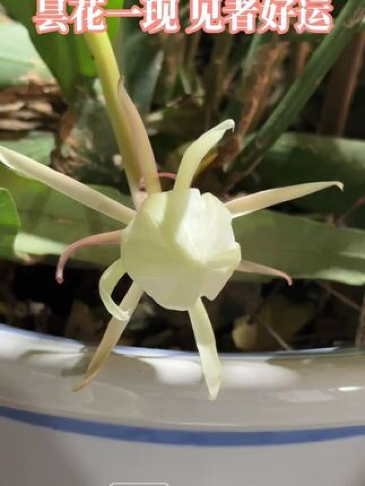 分享#昙花一现的惊艳瞬间，见者好运连连!（来源：人民日报幸福小女人）#昙花一现#昙花_高清1080P在线观看平台_腾讯视频