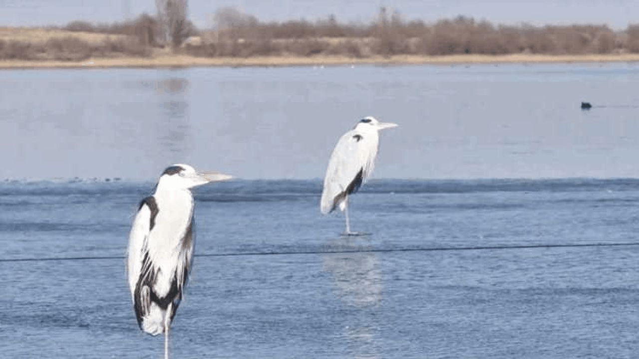 生趣盎然动物们出来“遛弯”啦_高清1080P在线观看平台_腾讯视频